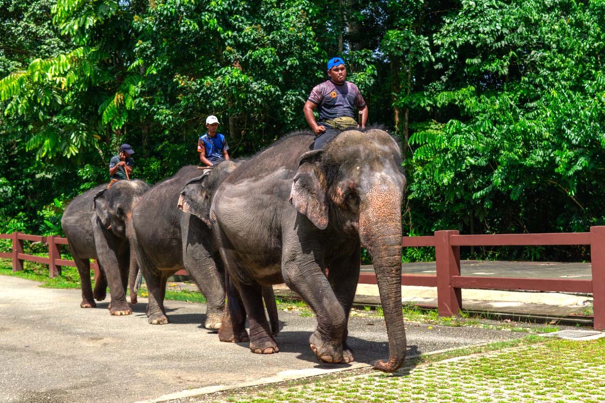 Kuala Gandah Elephany Sanctuary Melihat Gajah Secara Percuma
